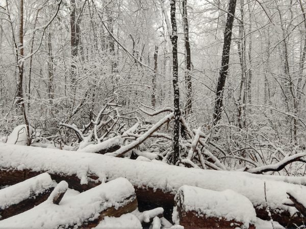 Maple Tree Montessori Snow Day 1/15/2026 – Maple Tree Montessori Academy